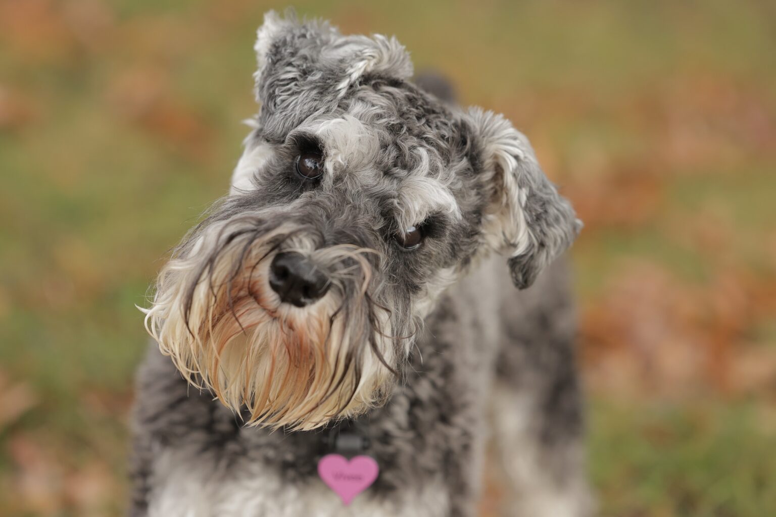 Virtual Training | Calling All Dogs